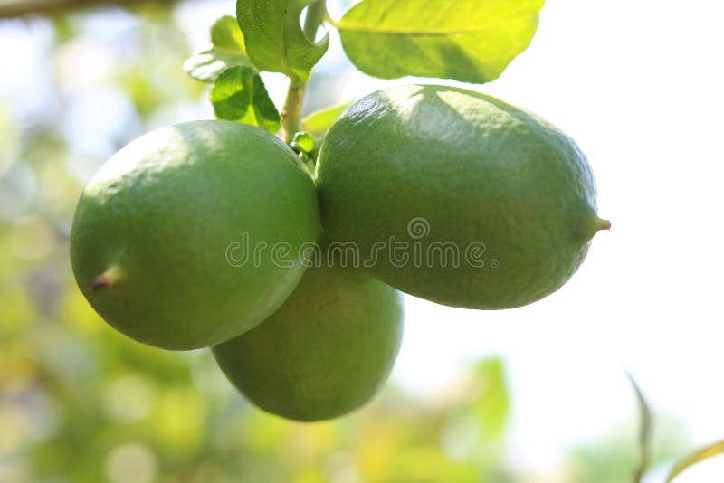 Lemon on Tree Ready To Harvested Stock Photo - Image of greenlemon ...