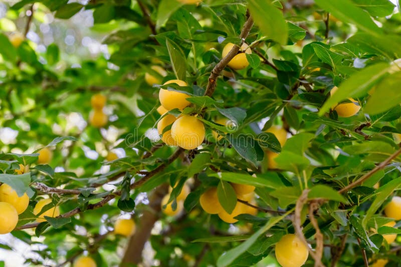 Lemon Tree with Ripe Fruit Under Bright Sunlight in a Lush Garden ...
