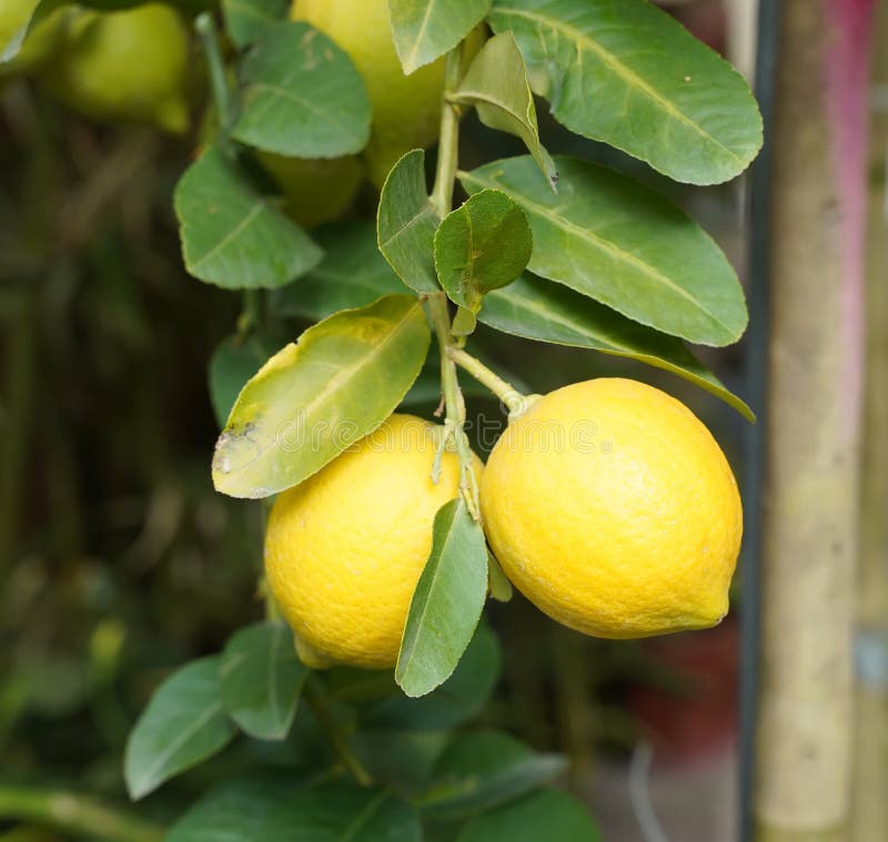 Lemon tree with lemons stock image. Image of italy, bright - 185591707