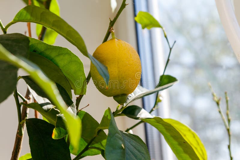 Lemon Tree with Ripening Fruit on Windowsill in the Apartment Stock ...