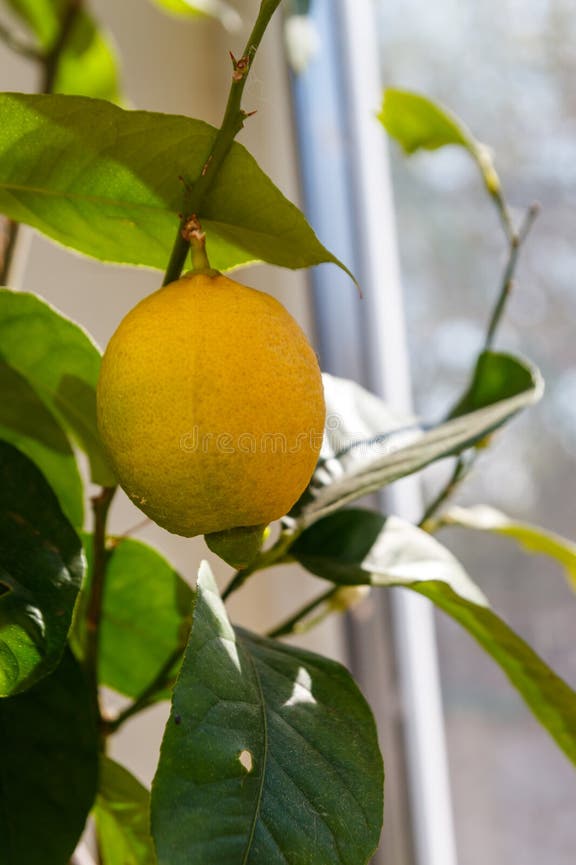 Lemon Tree with Ripening Fruit on the Windowsill in Apartment Stock ...