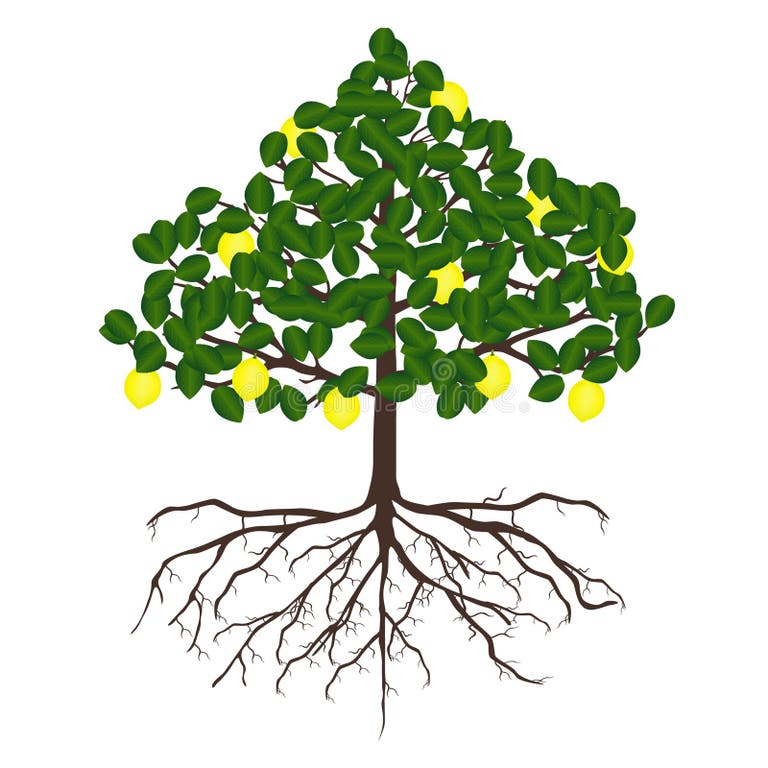 Lemon Tree Line Drawing Stock Illustrations – 1,211 Lemon Tree Line ...