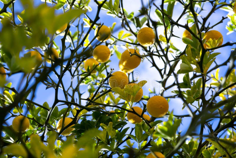 Lemon Tree with Round Yellow Lemons Stock Image - Image of agricultural ...