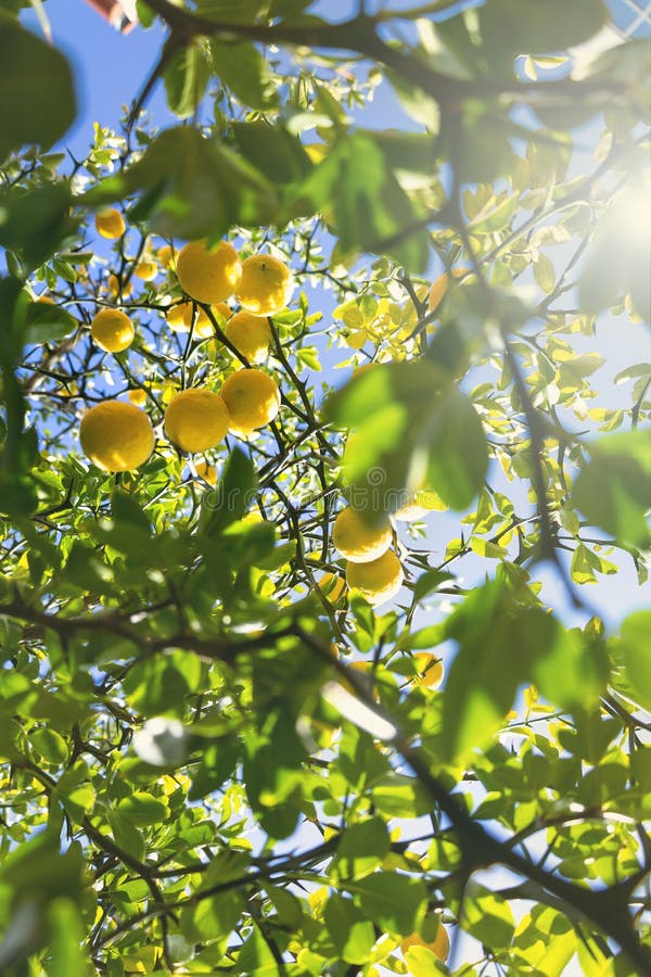 Lemon Tree with Round Yellow Lemons Stock Photo - Image of peel ...