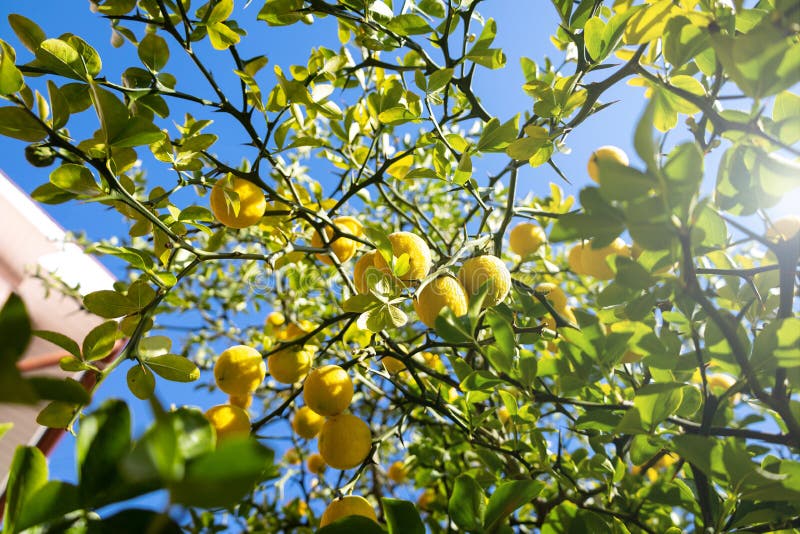 Lemon Tree with Round Yellow Lemons Stock Photo - Image of juicy, green ...
