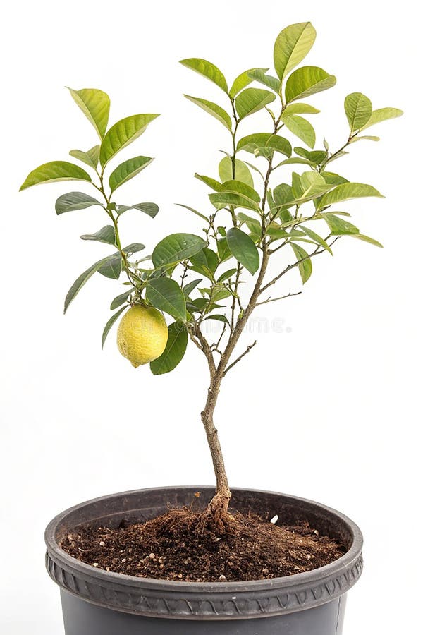 Lemon Tree Sapling Eureka stock illustration. Illustration of greenery ...