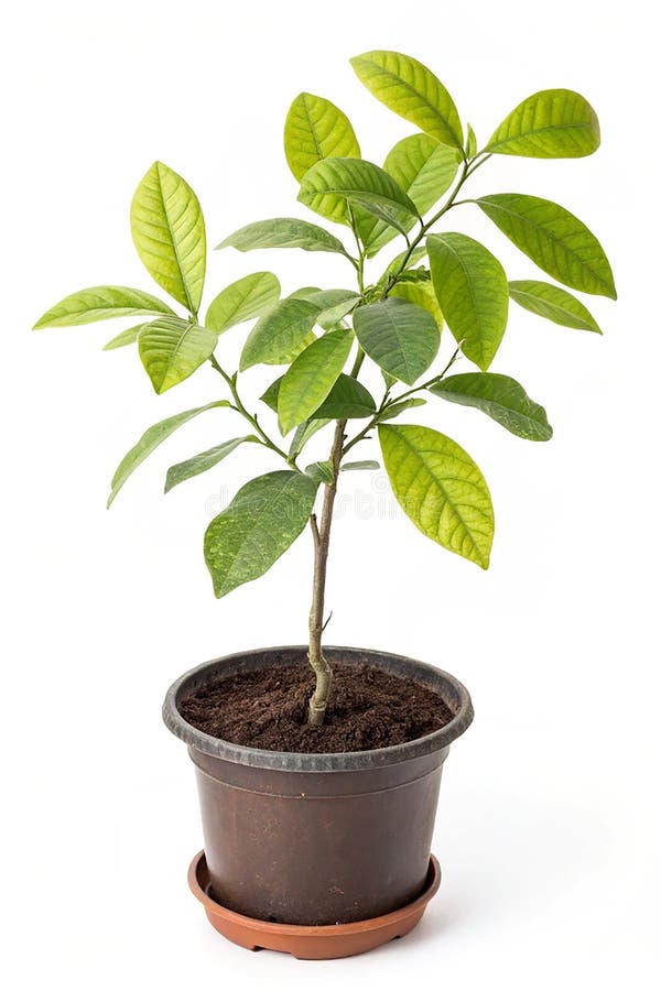 Lemon Tree Sapling Eureka stock illustration. Illustration of citrus ...