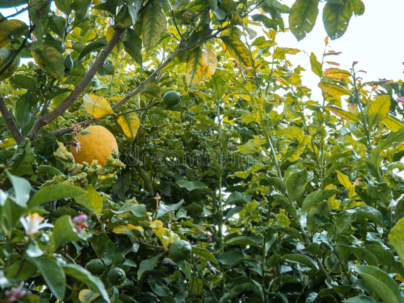 Lemon Tree with Several Ripe Lemons Stock Image - Image of abundance ...