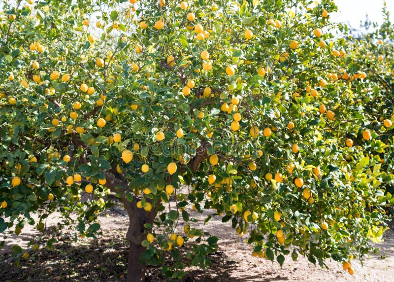 Lemon on a tree stock photo. Image of lemons, orchard - 85859546