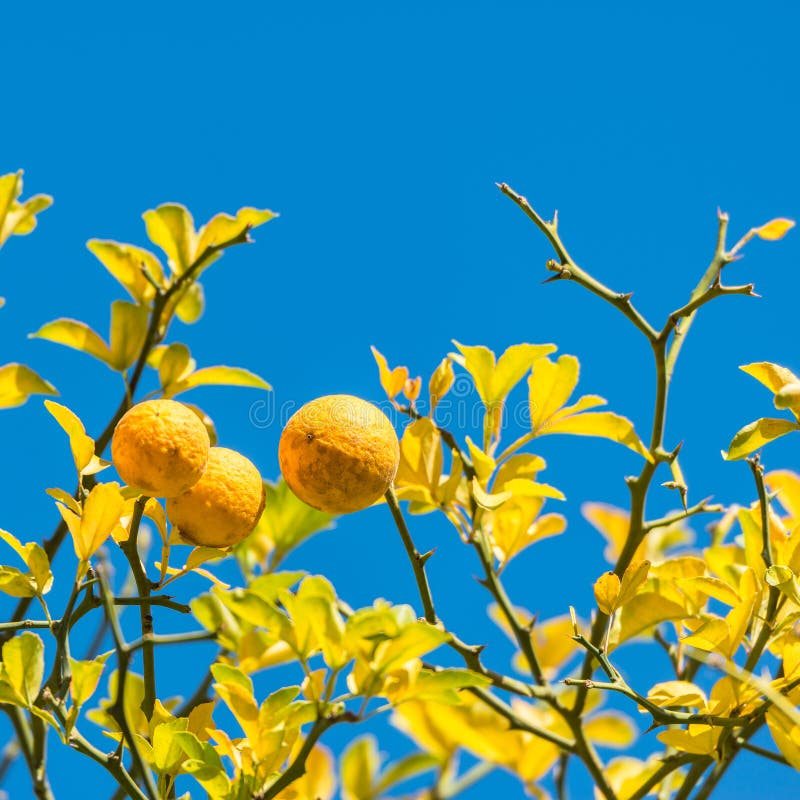 Lemon Tree on the Sky Background. Stock Image - Image of healthy ...