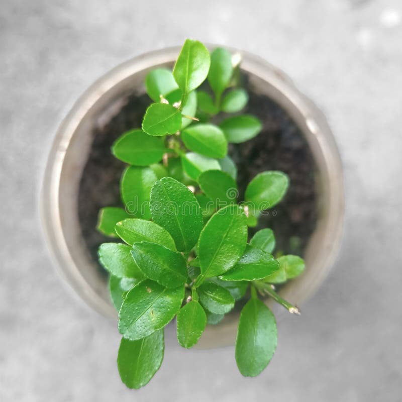 Beautiful Lemon Tree in a Small Pot, Perfect for Indoor Gardening Stock ...