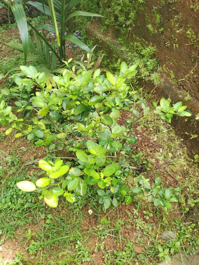 Lemon tree stock photo. Image of soil, lemon, tree, green - 255650696