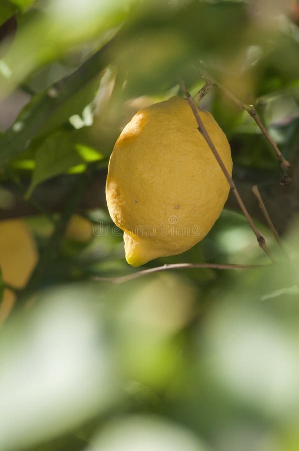 Lemon stock photo. Image of goup, happiness, fresh, yellow - 36729014