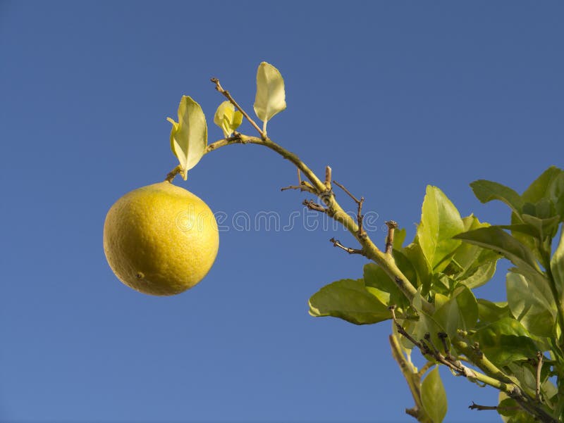 Lemon Tree - Spain stock image. Image of sunshine, yellow - 22428943