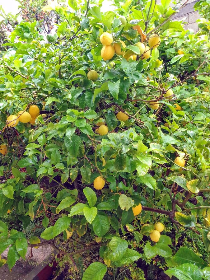 Lemon Tree in Spring Season Stock Image - Image of produce, fruit ...