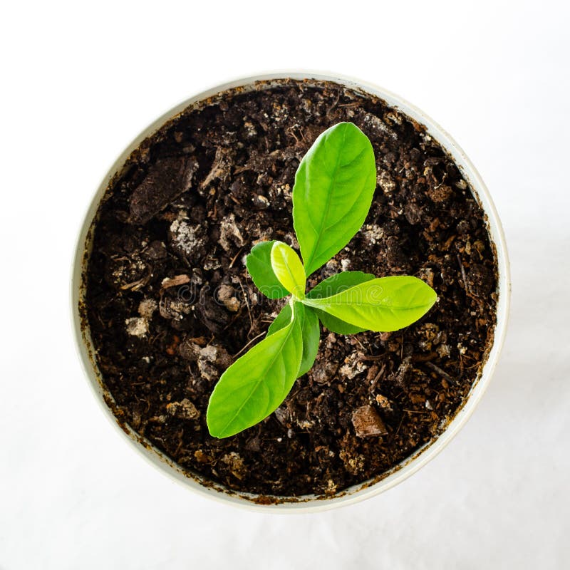 Sprout of citrus-tree stock photo. Image of floral, lemon - 30304890
