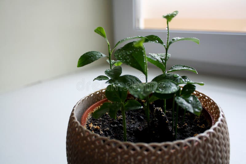 Lemon Tree Sprouts with Dew Drops Stock Image - Image of home ...