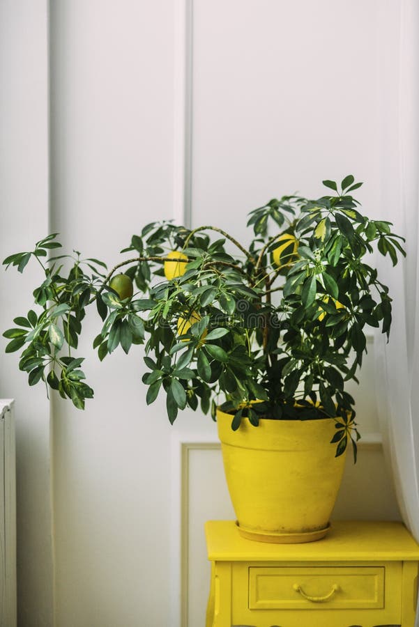 Lemon Tree is Staying on Bedside Table Stock Photo - Image of lemons ...