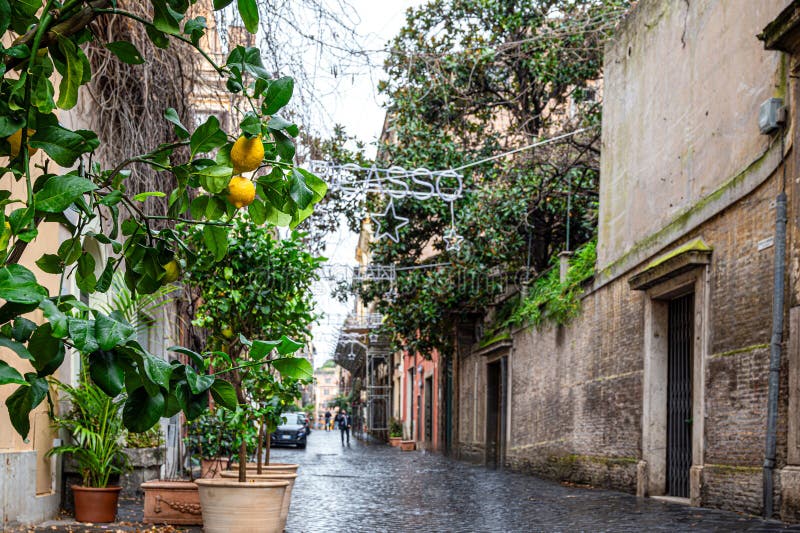 Lemon Tree on Street in Rome, Italy Stock Image - Image of european ...