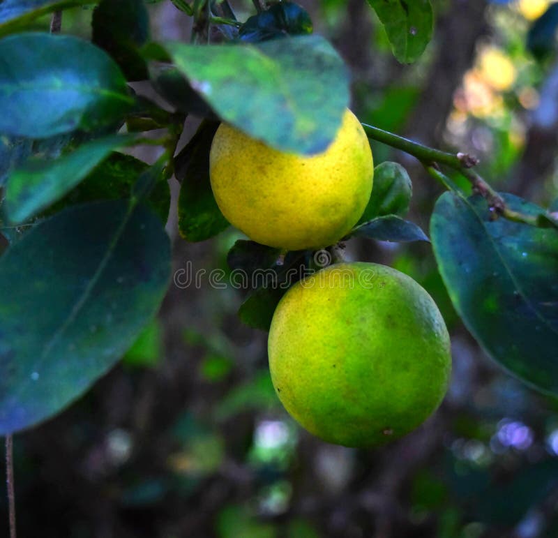 Caribbean Sea, Tropical Beach in Puerto Rico South Stock Image - Image ...