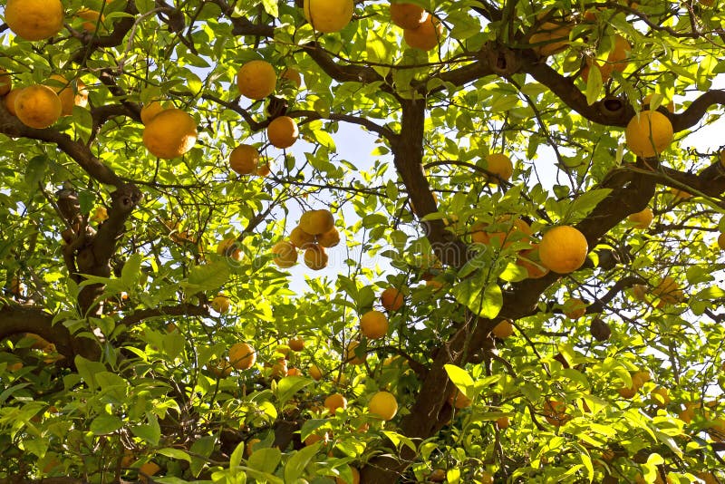 Lemon tree stock photo. Image of green, freshness, mediterranean - 40529608
