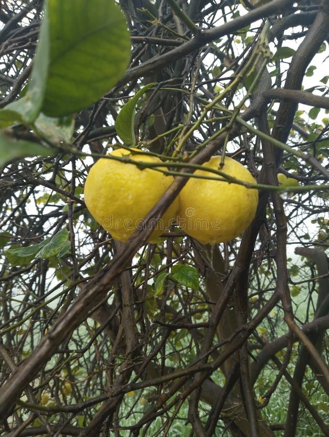 Lemon Tree Two Lemon Photography Natural Stock Photo - Image of natural ...
