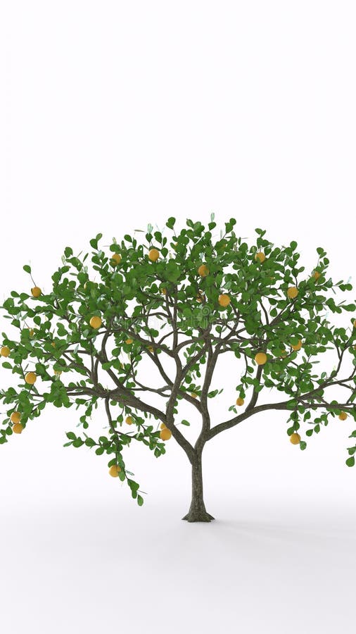 Lemon Tree with White Background Stock Illustration - Illustration of ...