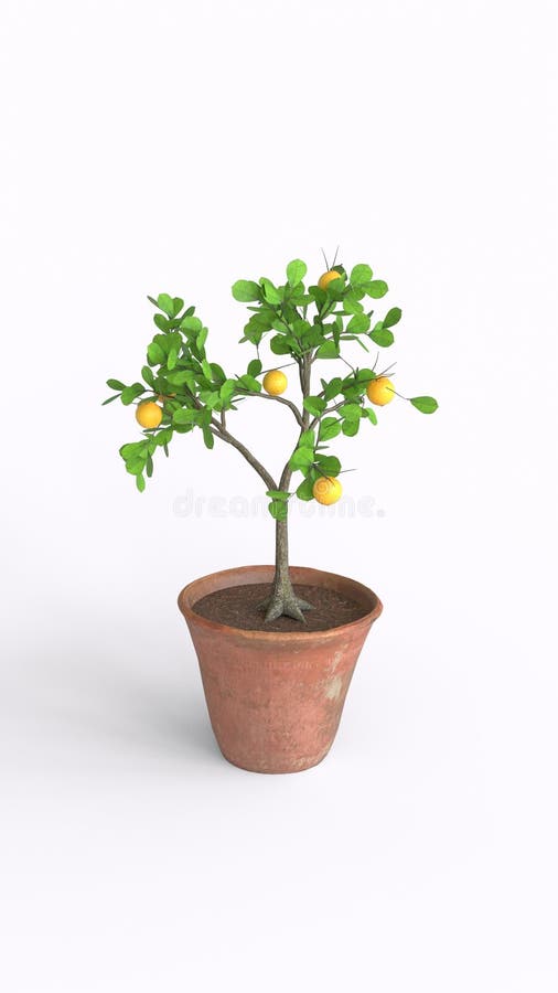 Lemon Tree with White Background Stock Illustration - Illustration of ...