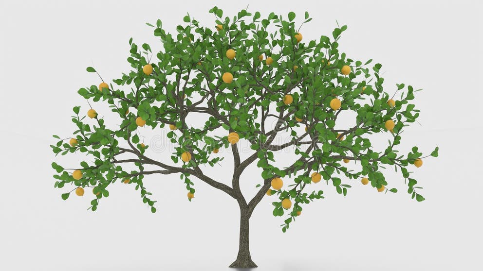 Lemon Tree on White Background Stock Photo - Image of vegetarian, ripe ...