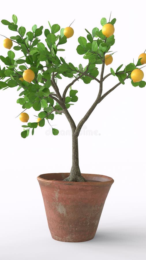 Lemon Tree with White Background Stock Illustration - Illustration of ...
