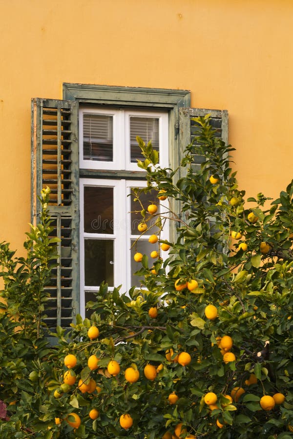 Window and a Lemon Tree in Athens. Stock Image - Image of yellow ...