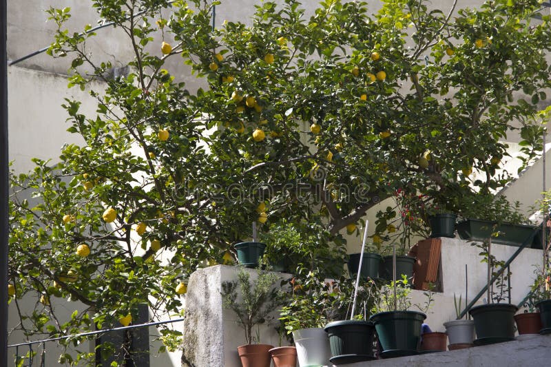 A lemon tree in the yard stock photo. Image of citrus - 57004198
