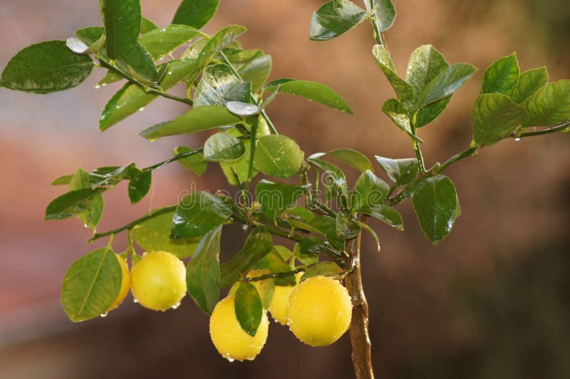 Lemon Tree with Yellow Fruit Stock Image - Image of healthy, fruits ...