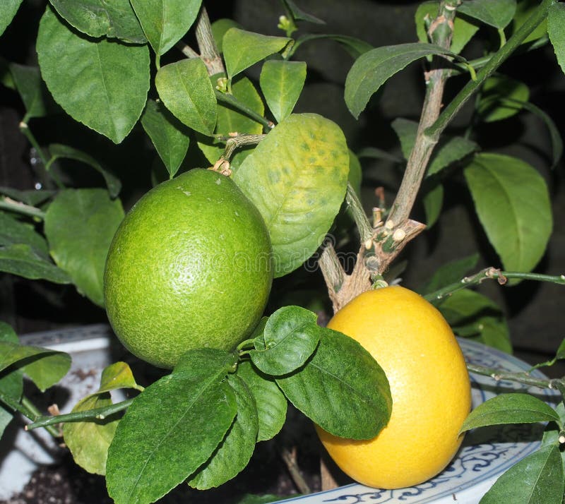 Lemon Tree or Citrus Limon in Heraklion Crete Greece Stock Image ...