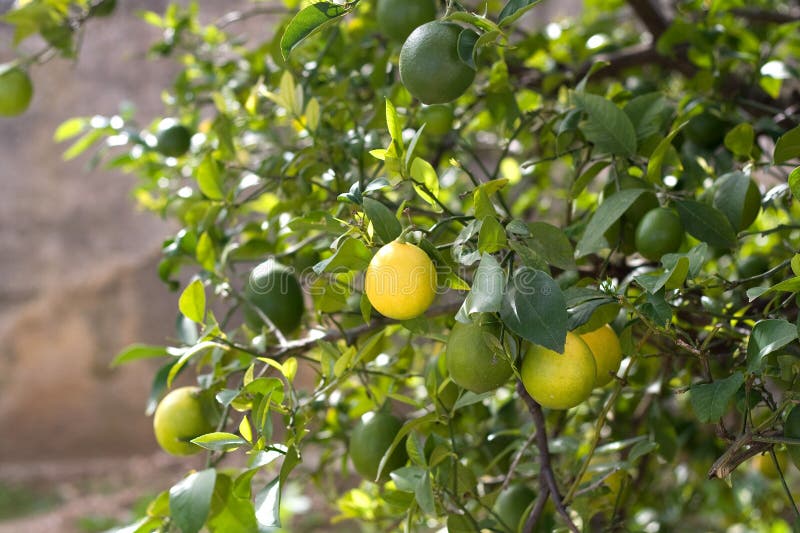 Lemon Tree stock photo. Image of selective, natural, nature - 80413456