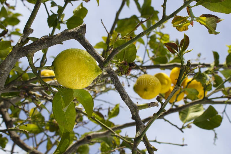 Lemon tree stock photo. Image of ripening, agriculture - 41919014