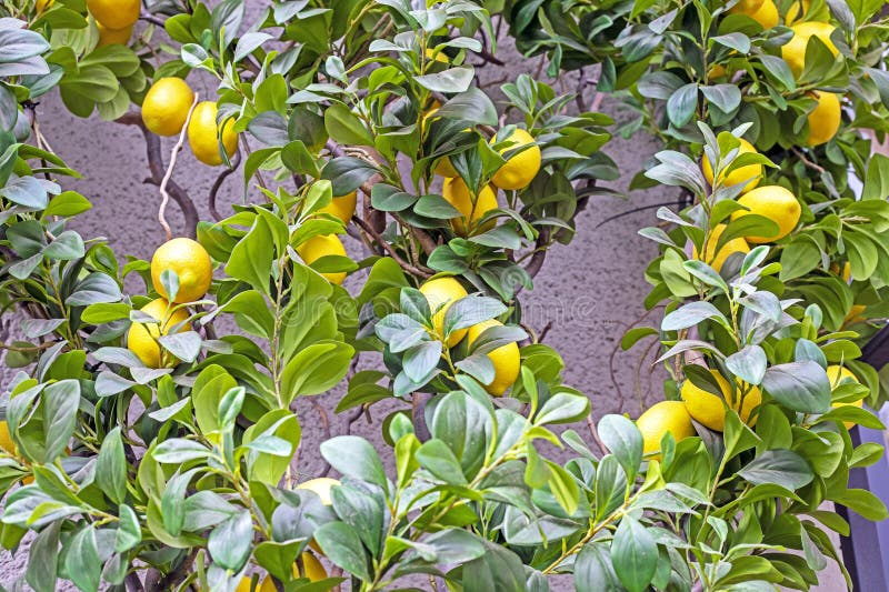Lemon Tree with Yellow Lemons in L Design Stock Image - Image of plant ...