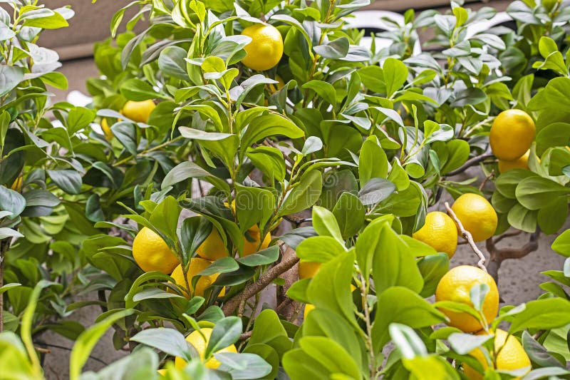 Lemon Tree with Yellow Lemons in Landscape Stock Photo - Image of ...