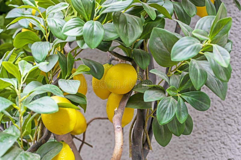 Lemon Tree with Yellow Lemons in Landscape Stock Image - Image of ...