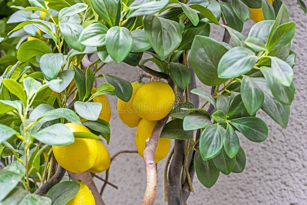 Lemon Tree with Yellow Lemons in Landscape Stock Image - Image of ...