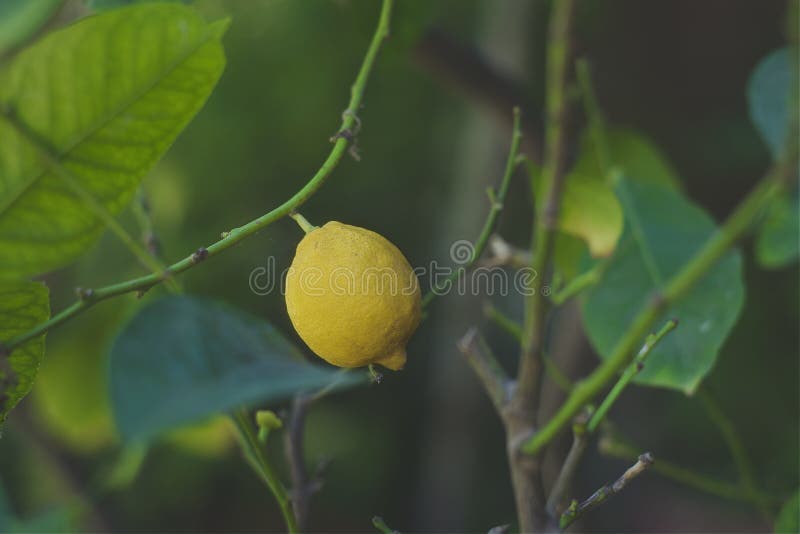 Lemon Tree Yellow Small Fruit Stock Photo - Image of small, colors ...