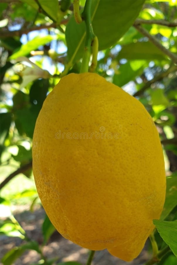 Lemon in the tree stock image. Image of tree, acids - 145849505