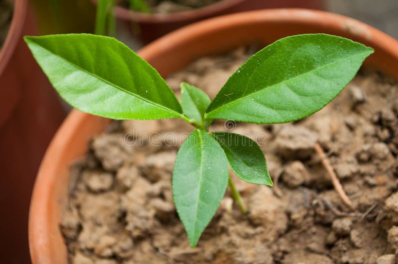 Lemon tree stock photo. Image of cold, summer, agriculture - 57817616