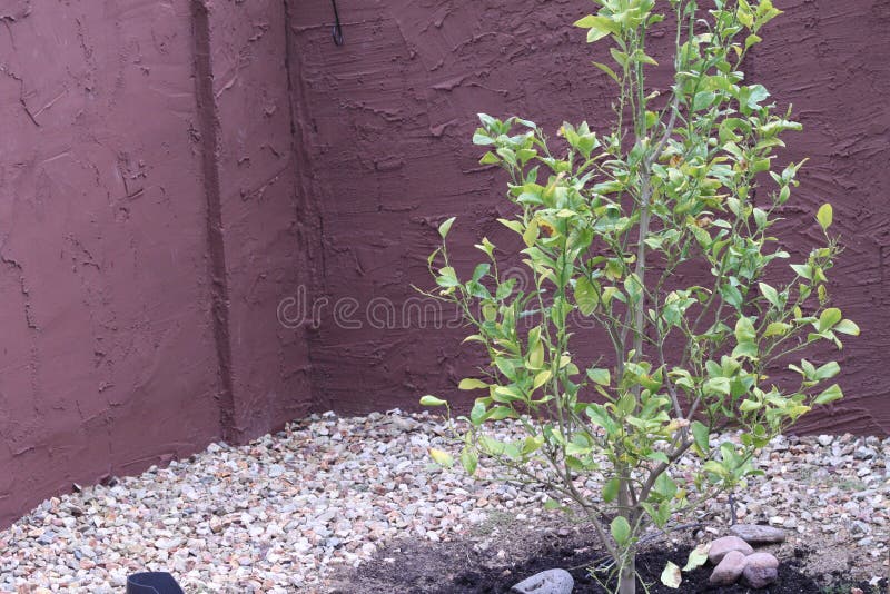 Lemon tree 8432 stock image. Image of citrus, domestic - 179083755