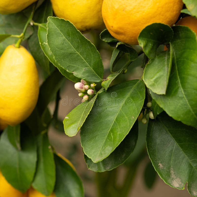Lemon Trees Blossoming, Buds Close-Up Stock Photo - Image of garden ...