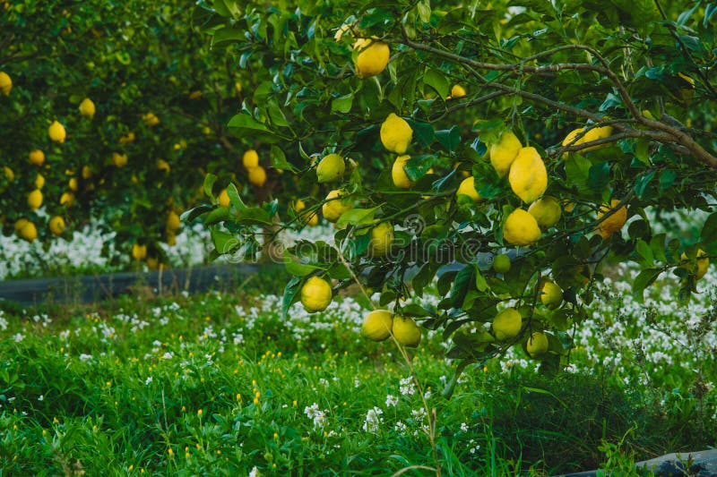 Lemon Trees with Branches Full of Lemons Stock Image - Image of scenery ...