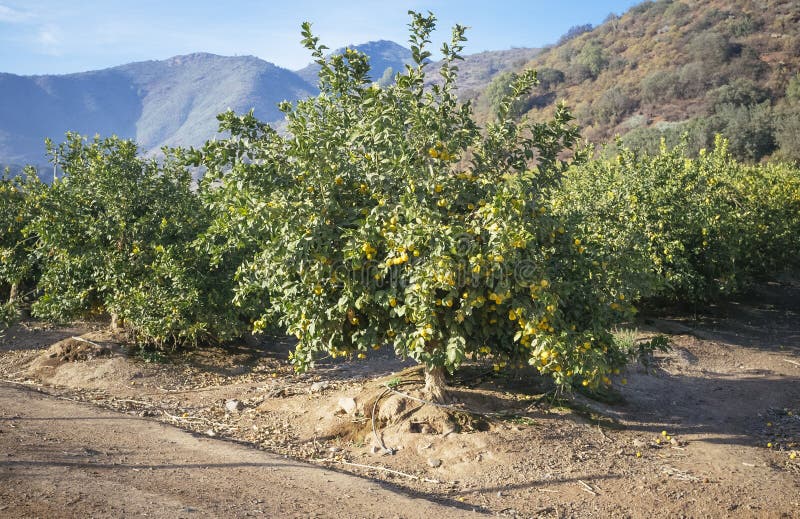 Lemon trees stock photo. Image of field, tree, citrus - 58778290
