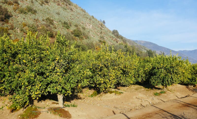 Lemon trees stock image. Image of full, vitamin, juicy - 58778611