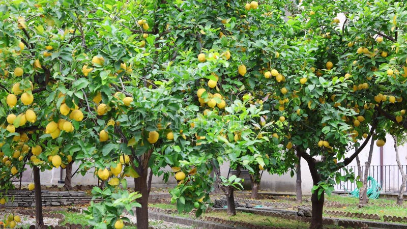 Lemon Trees in Garden with Ripe Fruits Stock Footage - Video of growth ...