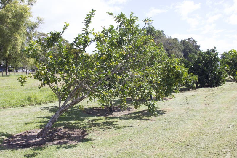 Lemon trees stock photo. Image of branch, health, agriculture - 97394416